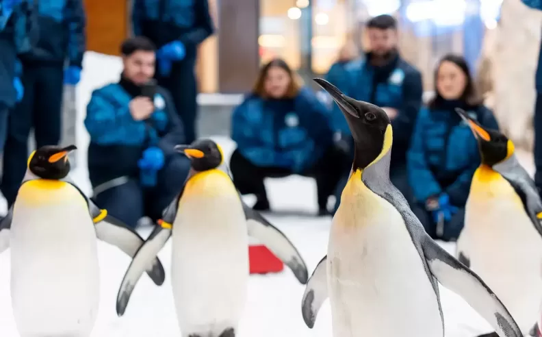 Start Your Day with Breakfast and Penguins at Ski Dubai