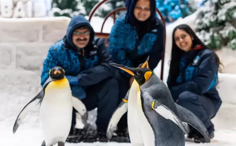 Start Your Day with Breakfast and Penguins at Ski Dubai